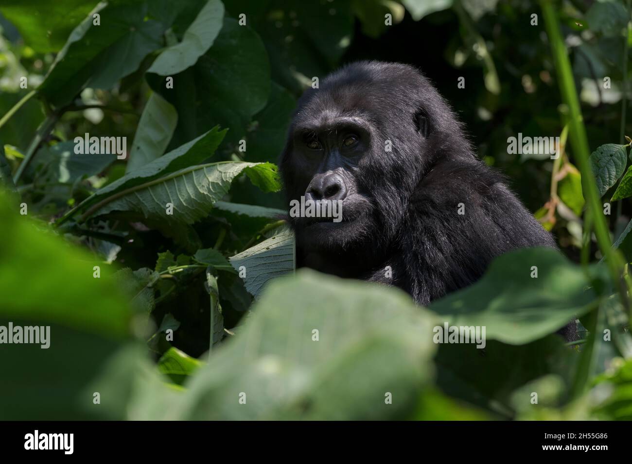 Mountain gorilla - Gorilla beringei, endangered popular large ape from ...