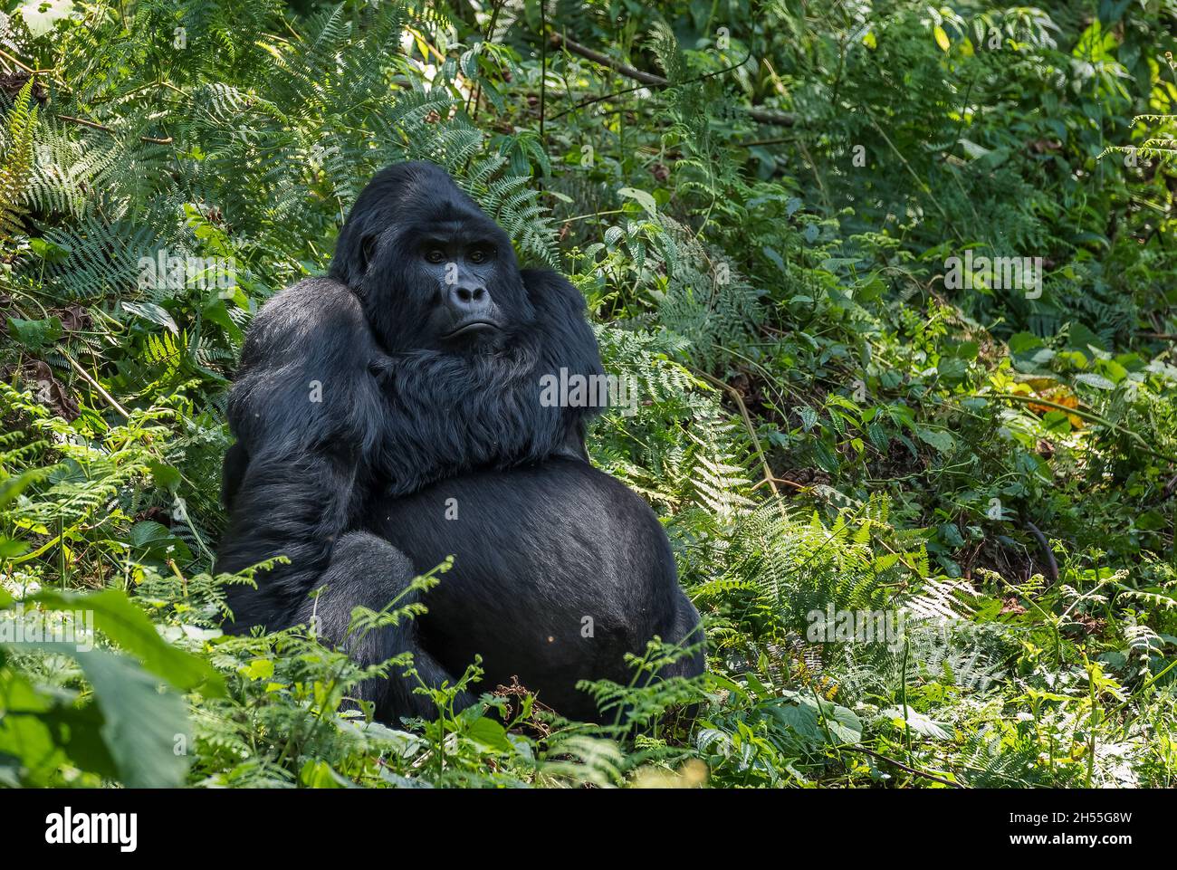 Mountain gorilla - Gorilla beringei, endangered popular large ape from ...