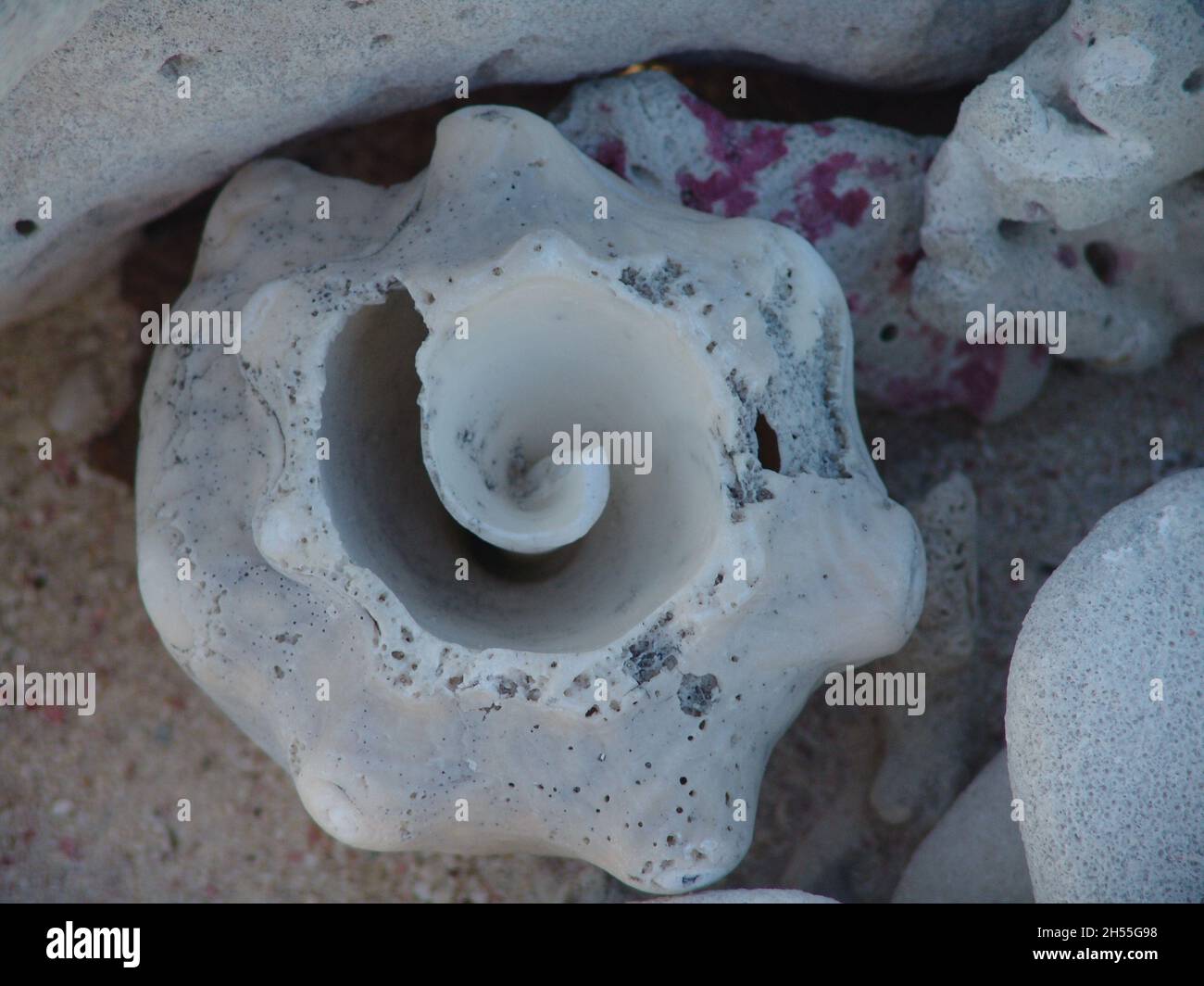 Wonder shell hi-res stock photography and images - Alamy