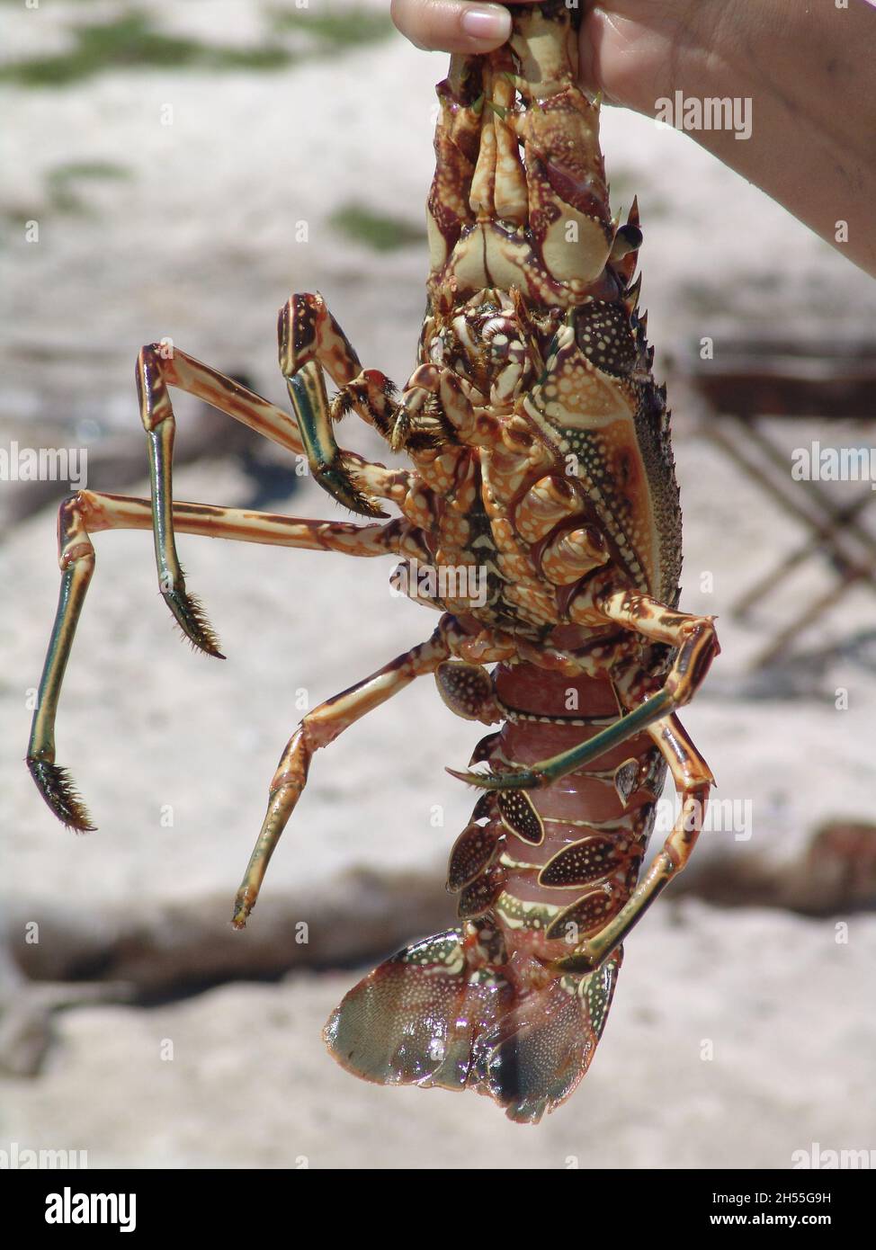 A flipped vertical shot of a hand holding a lobster Stock Photo - Alamy