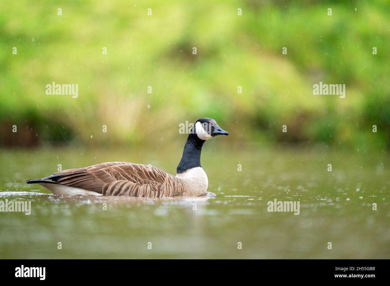 Canada goose preening behaviour hi-res stock photography and images - Alamy