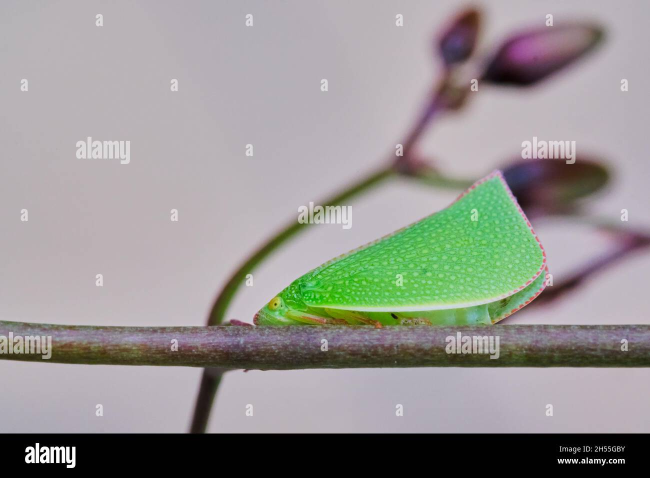 One Green Planthopper Stock Photo - Alamy