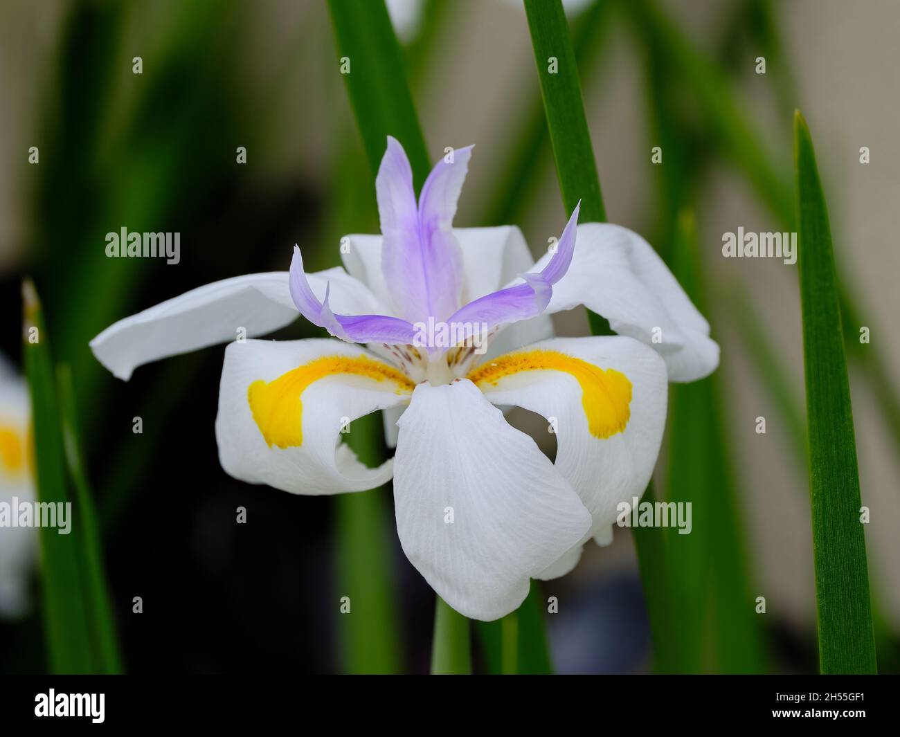 African iris hi-res stock photography and images - Alamy