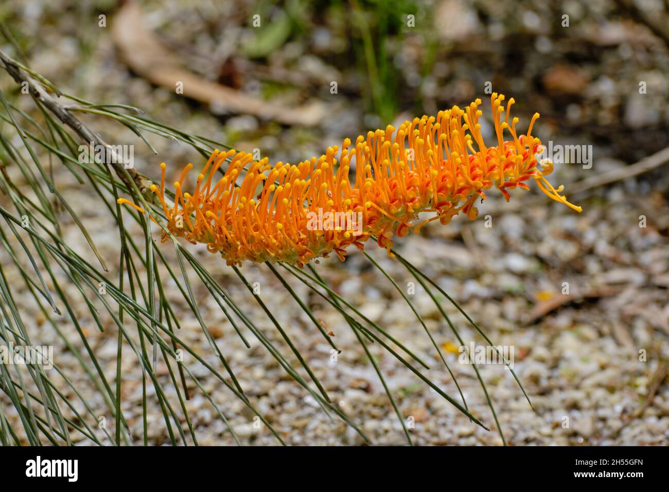 Australian grevillea flower hi-res stock photography and images - Alamy