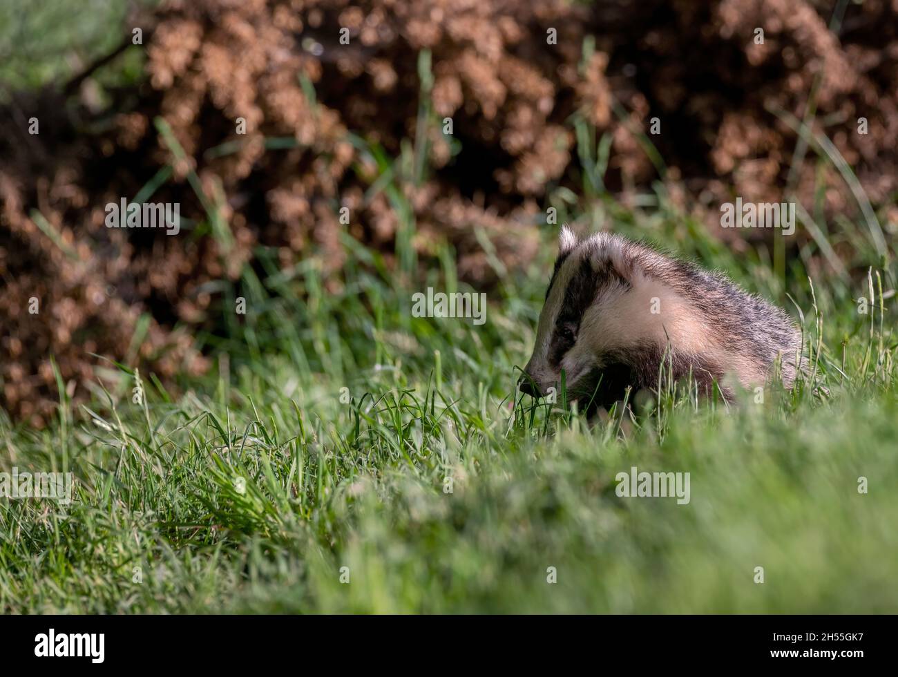 Badger, Meles meles Stock Photo - Alamy