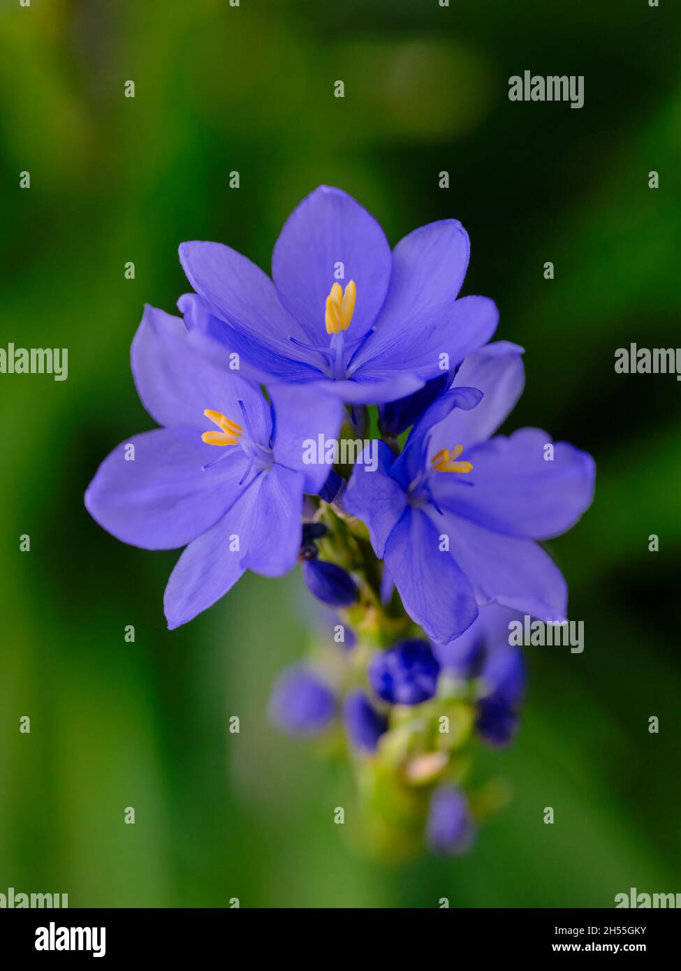 Morning Flag Flowers Stock Photo - Alamy