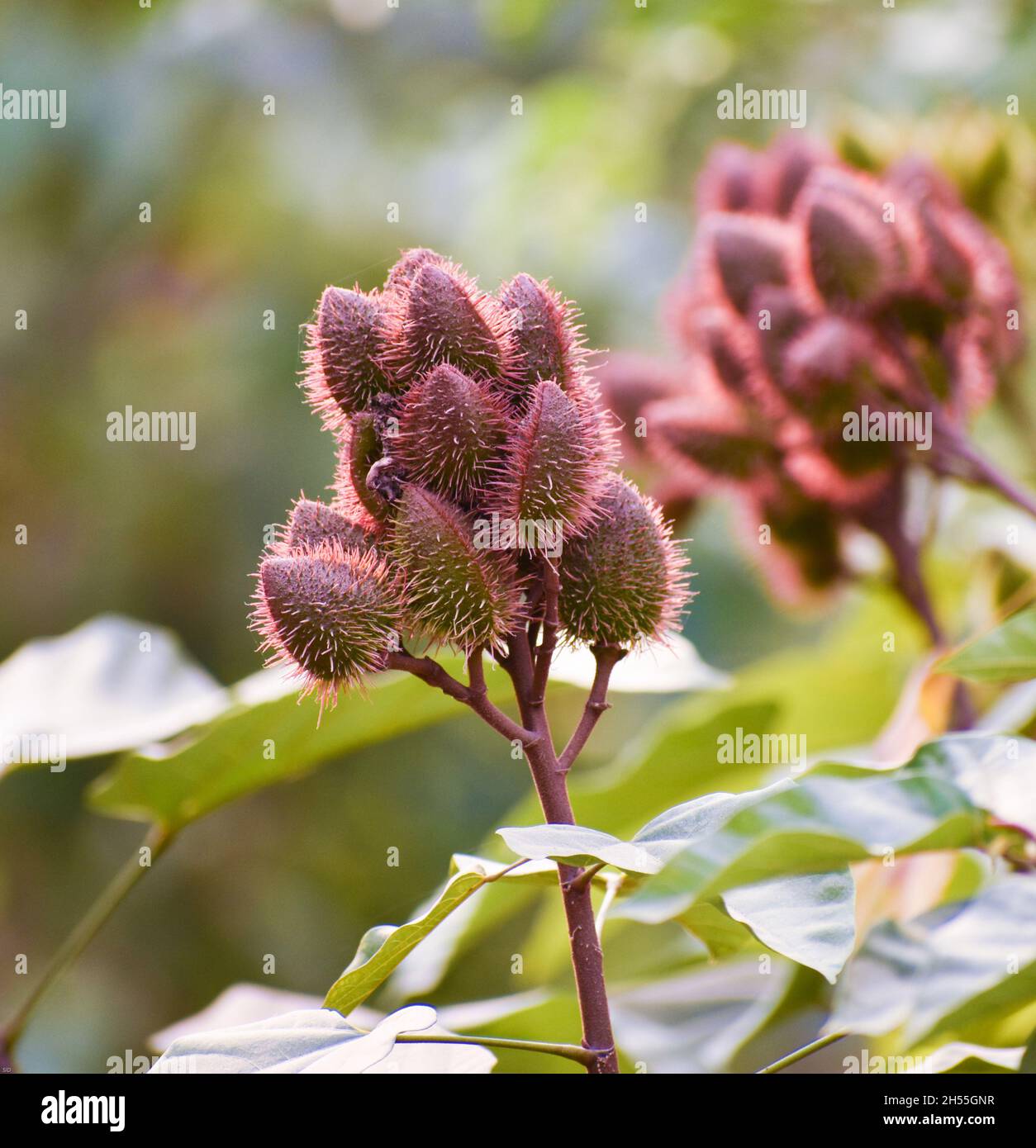 A selecvite focus shot of immature bixa orellana (achiote, lipstick ...