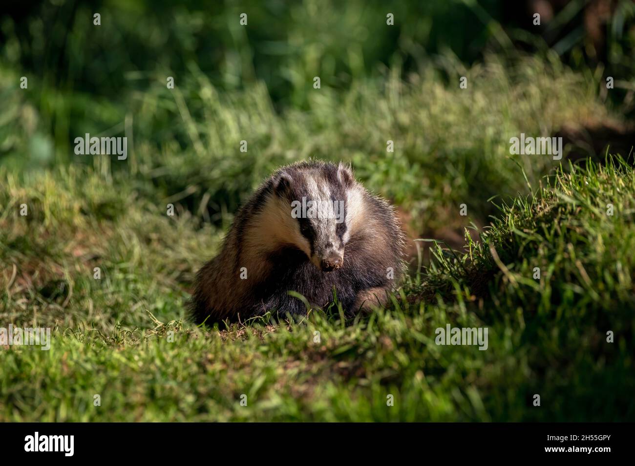 Badger, Meles meles Stock Photo - Alamy