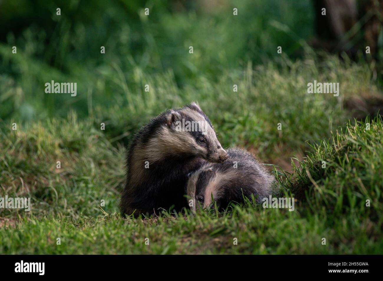 Badger, Meles meles Stock Photo - Alamy