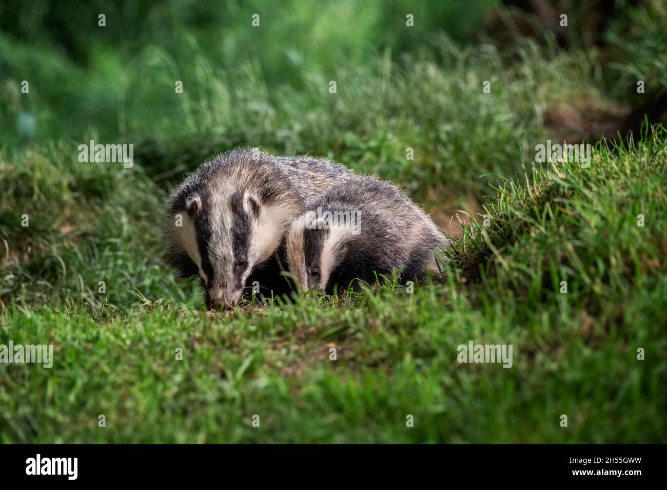 Badger, meles meles Stock Photo - Alamy
