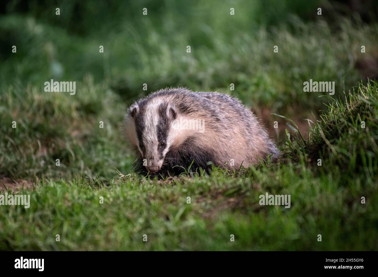 Badger, meles meles Stock Photo - Alamy