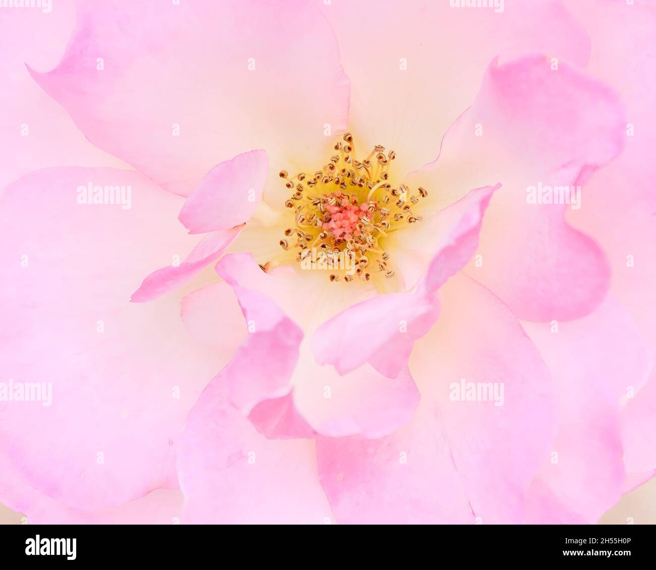 Soft pastel colours colors hi-res stock photography and images - Alamy
