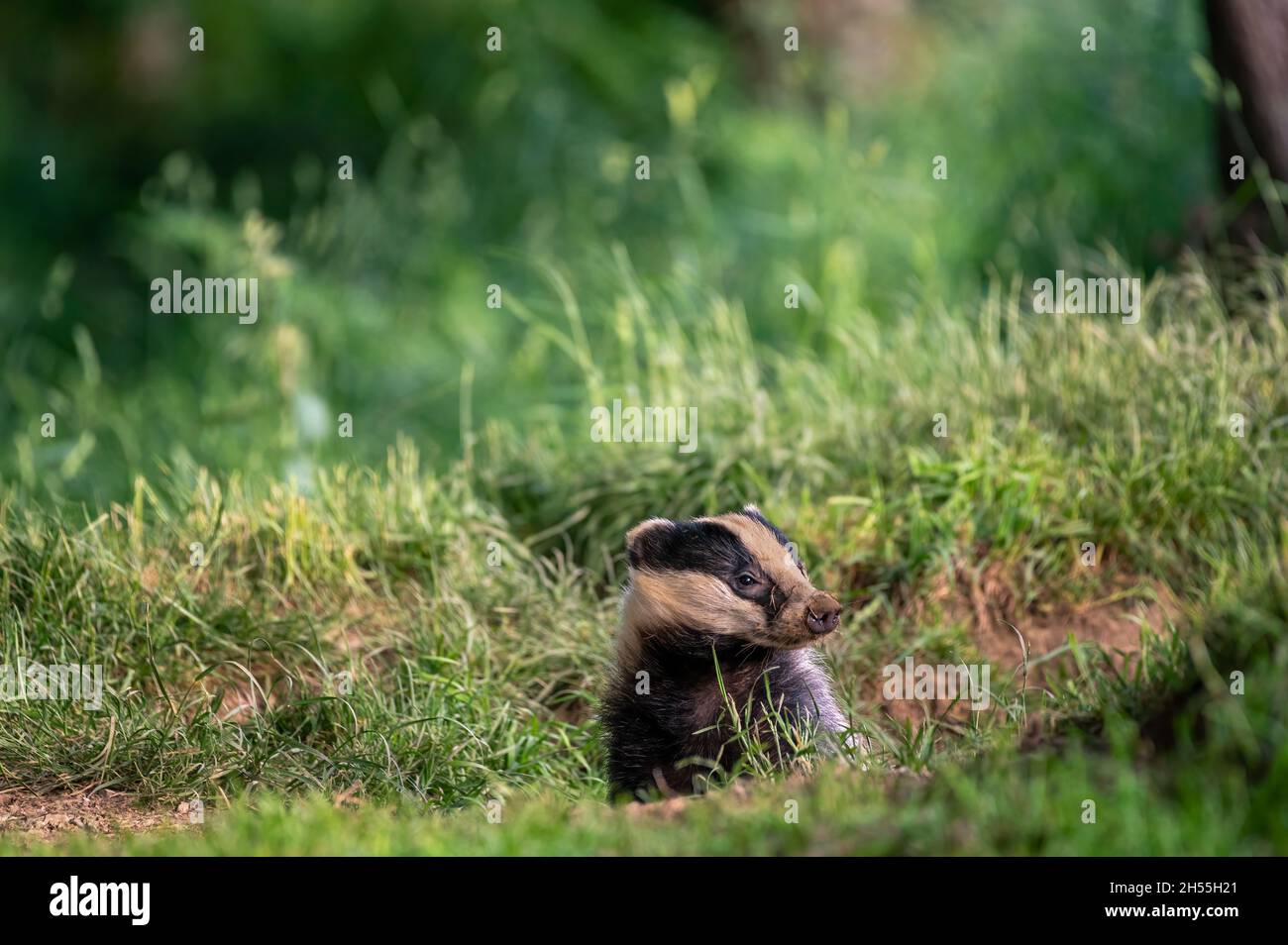 Badger, Meles meles Stock Photo - Alamy