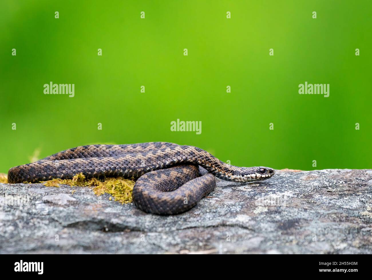 Adder scotland hi-res stock photography and images - Alamy