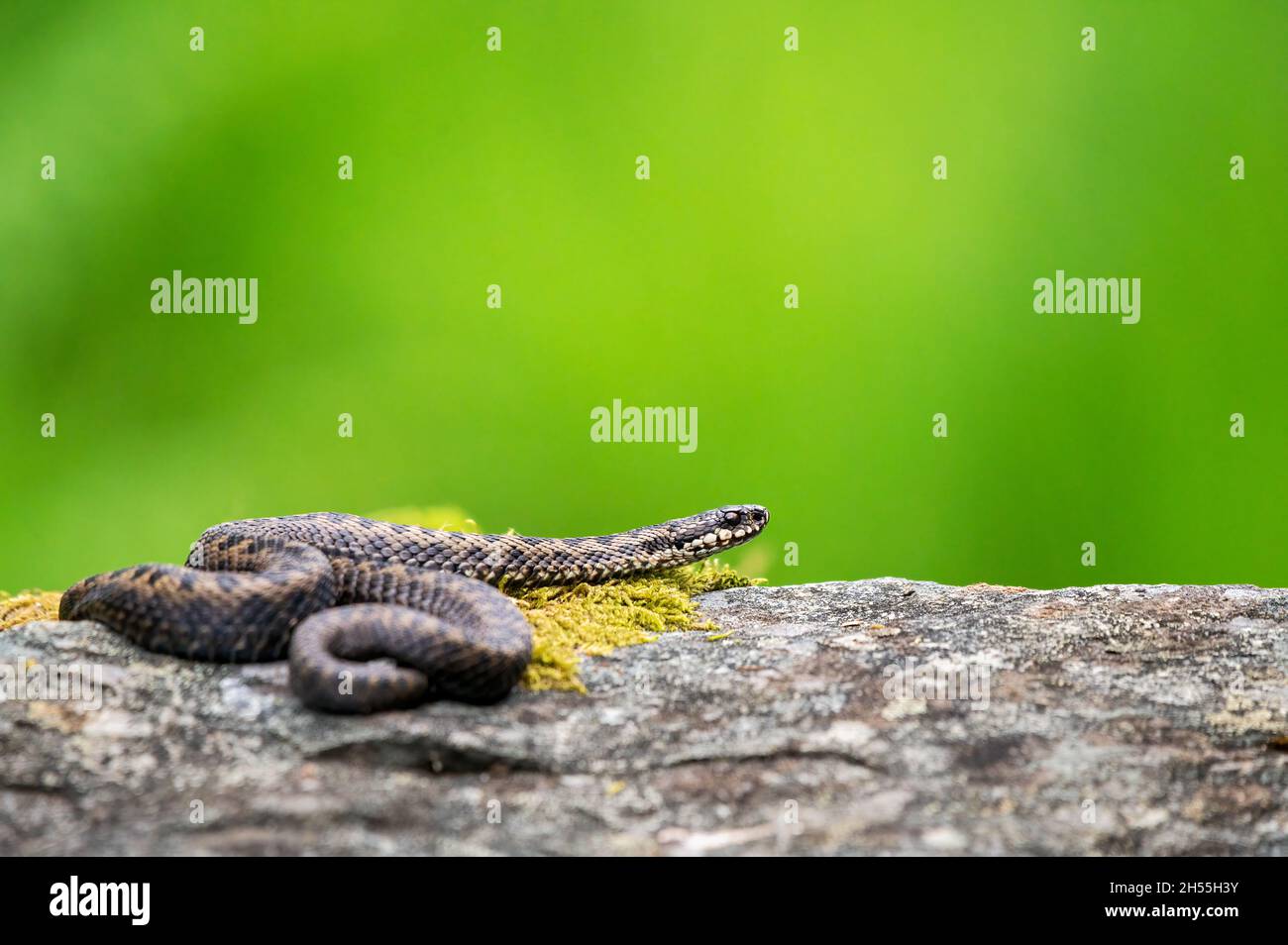 Adder scotland hi-res stock photography and images - Alamy