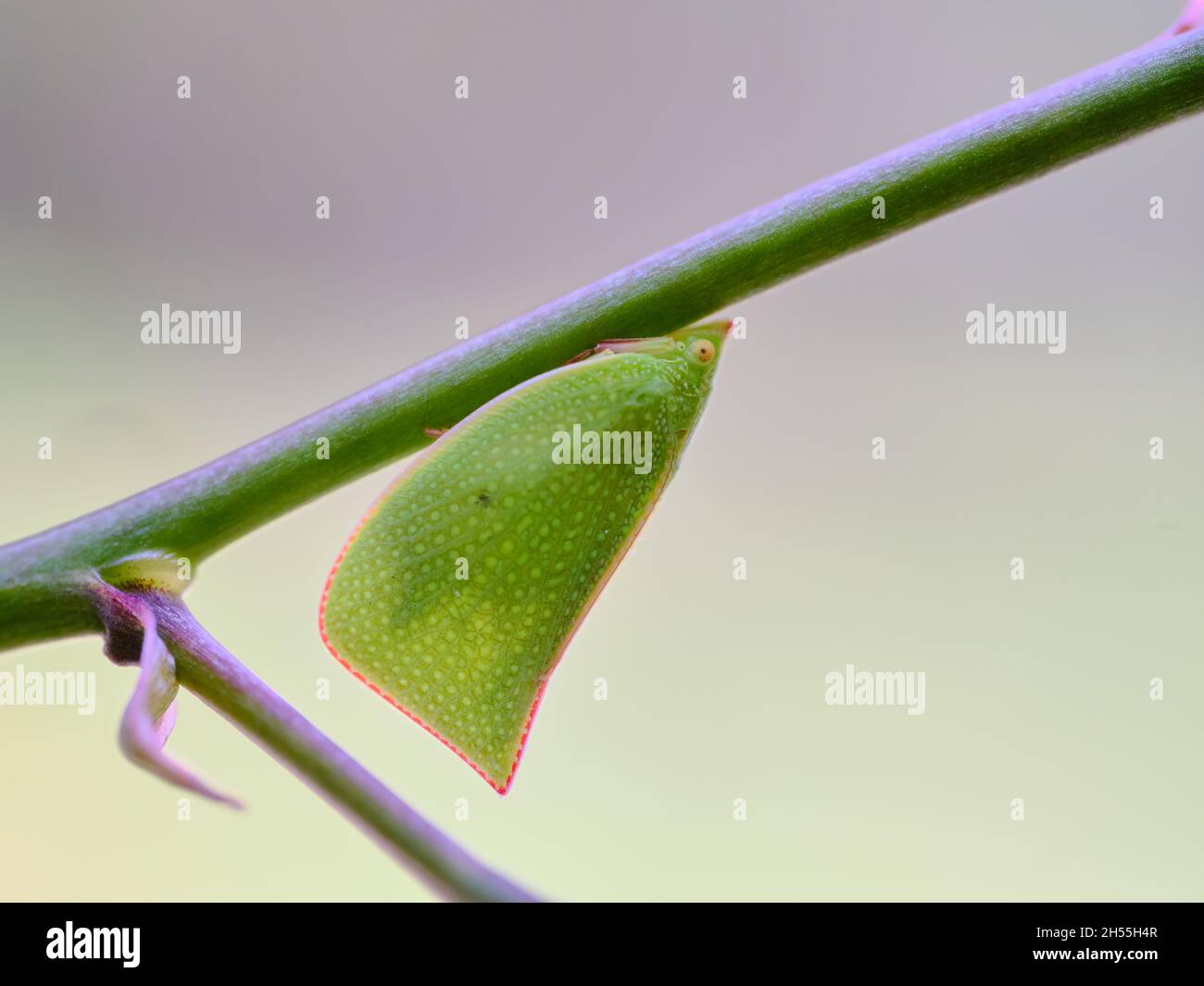 Green Planthopper Hangs On Stock Photo - Alamy