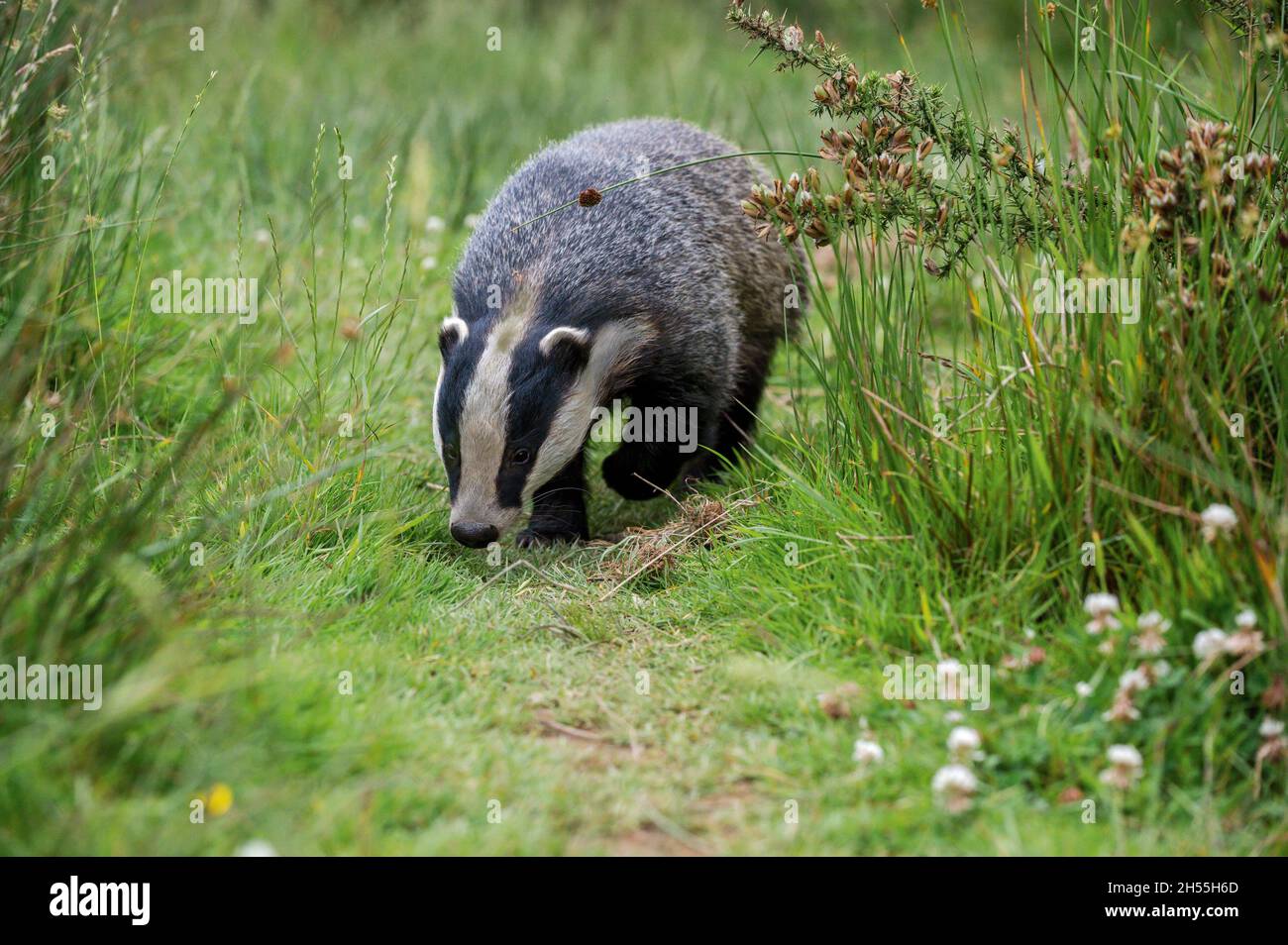 Badger, Meles meles Stock Photo - Alamy