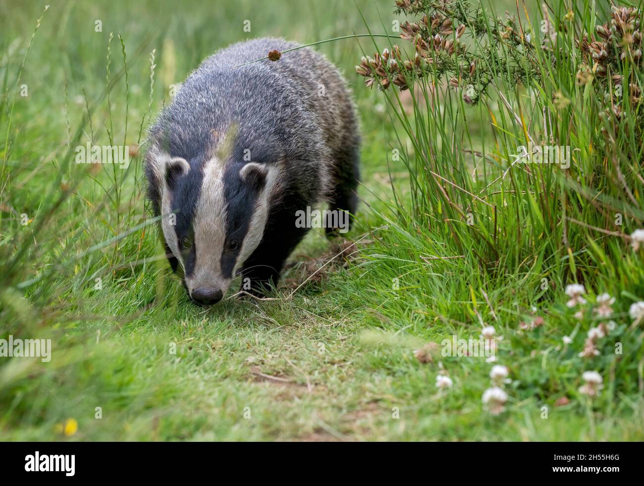 Badger, Meles meles Stock Photo - Alamy