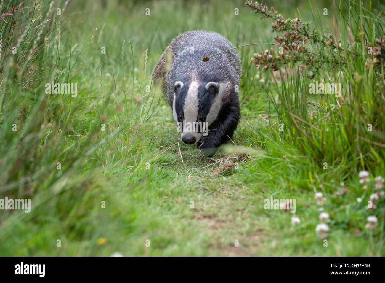 Badger, Meles meles Stock Photo - Alamy