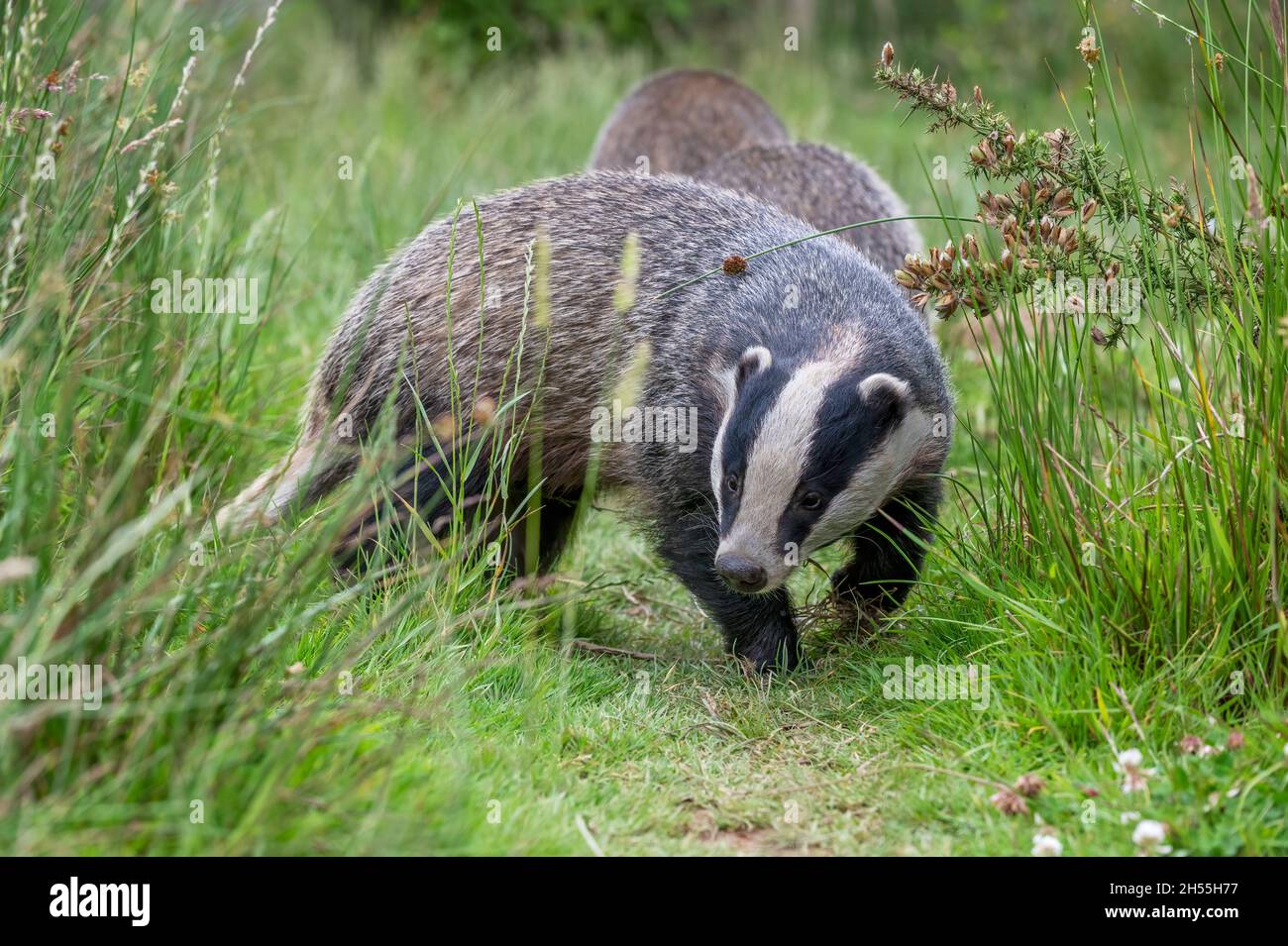 Badger, Meles meles Stock Photo - Alamy