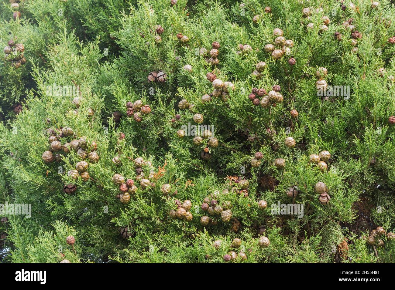 Cupressus sempervirens cone hi-res stock photography and images - Alamy