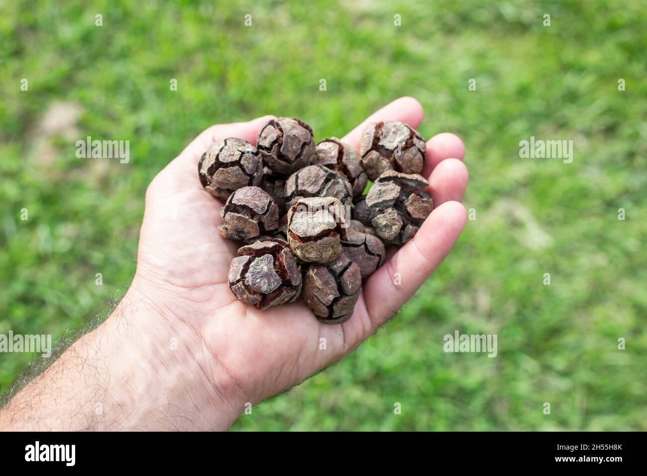 Cypress seed pods hi-res stock photography and images - Alamy
