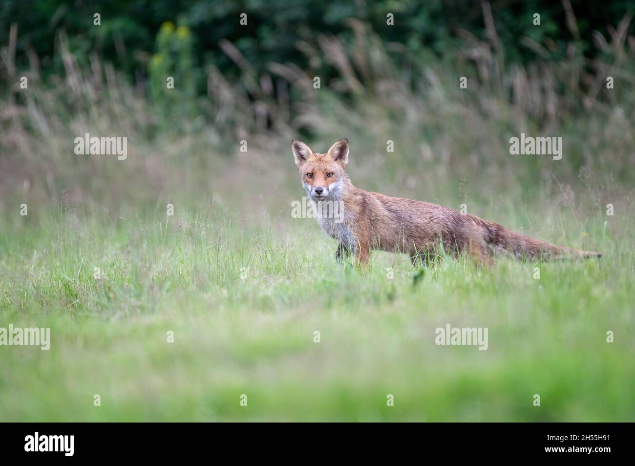 Fox scent marking uk hi-res stock photography and images - Alamy