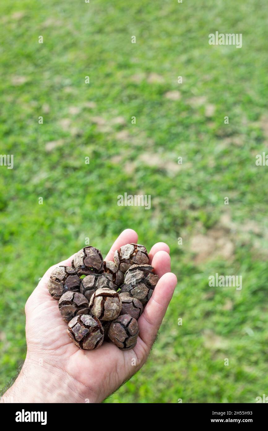 Conifer seed pods hi-res stock photography and images - Alamy