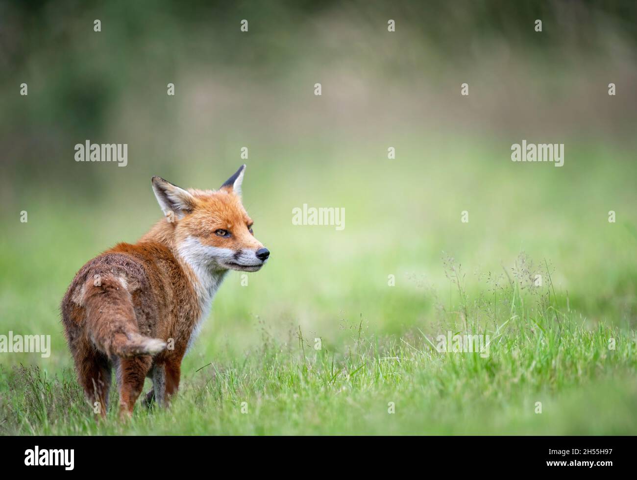 Canis vulpes hi-res stock photography and images - Alamy