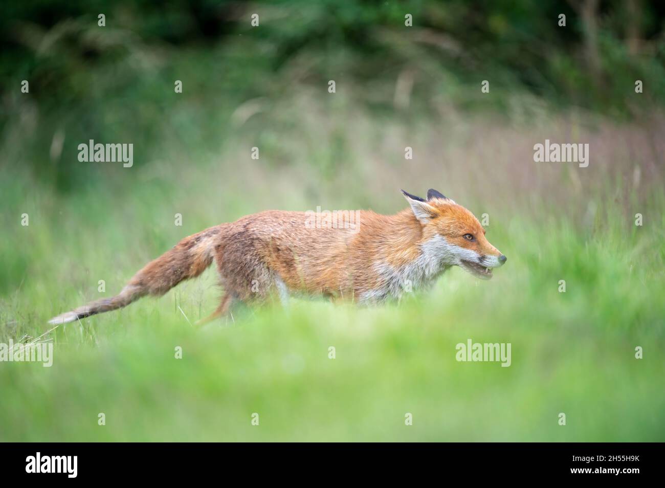 Fox canis vulpes hi-res stock photography and images - Alamy