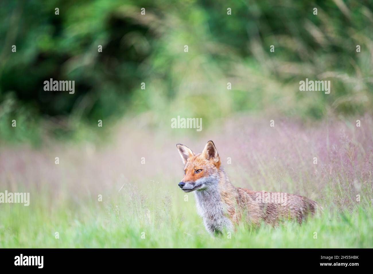 Fox scent marking uk hi-res stock photography and images - Alamy