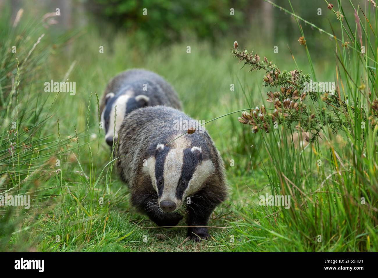 Badger, Meles meles Stock Photo - Alamy