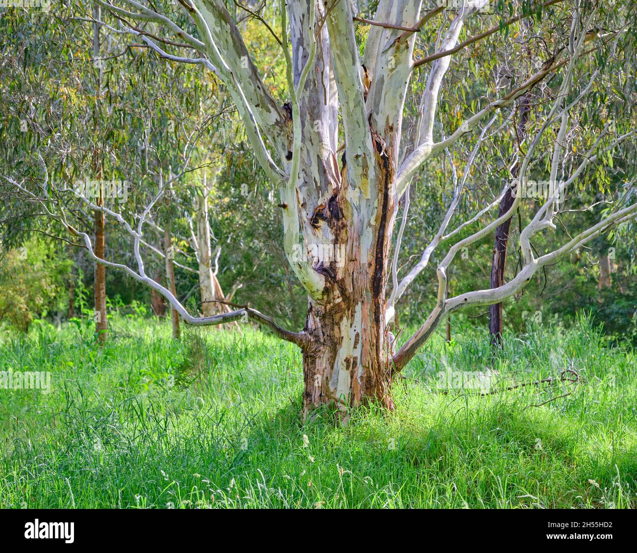 A Gum Tree Stock Photo - Alamy