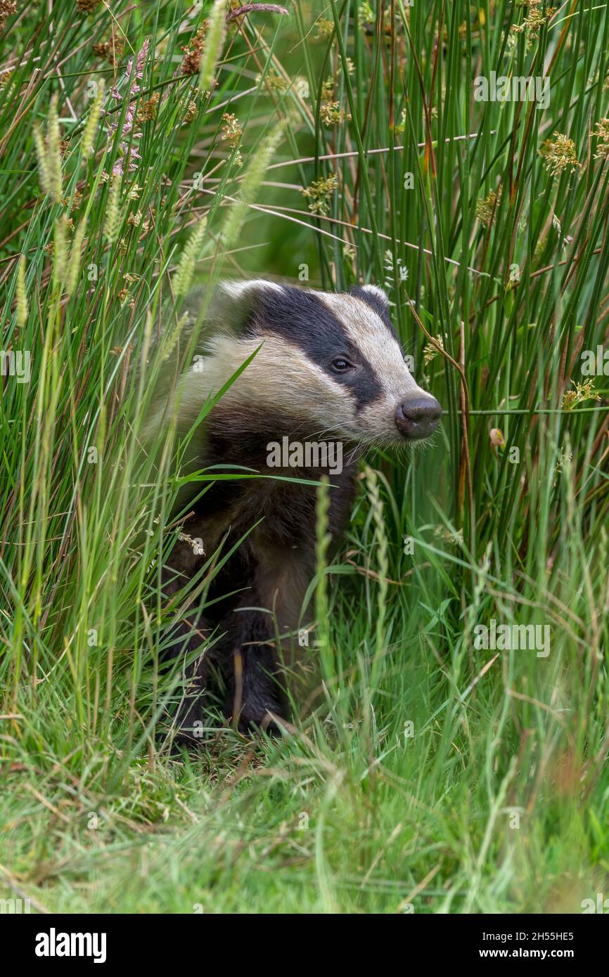 Badger, Meles meles Stock Photo - Alamy