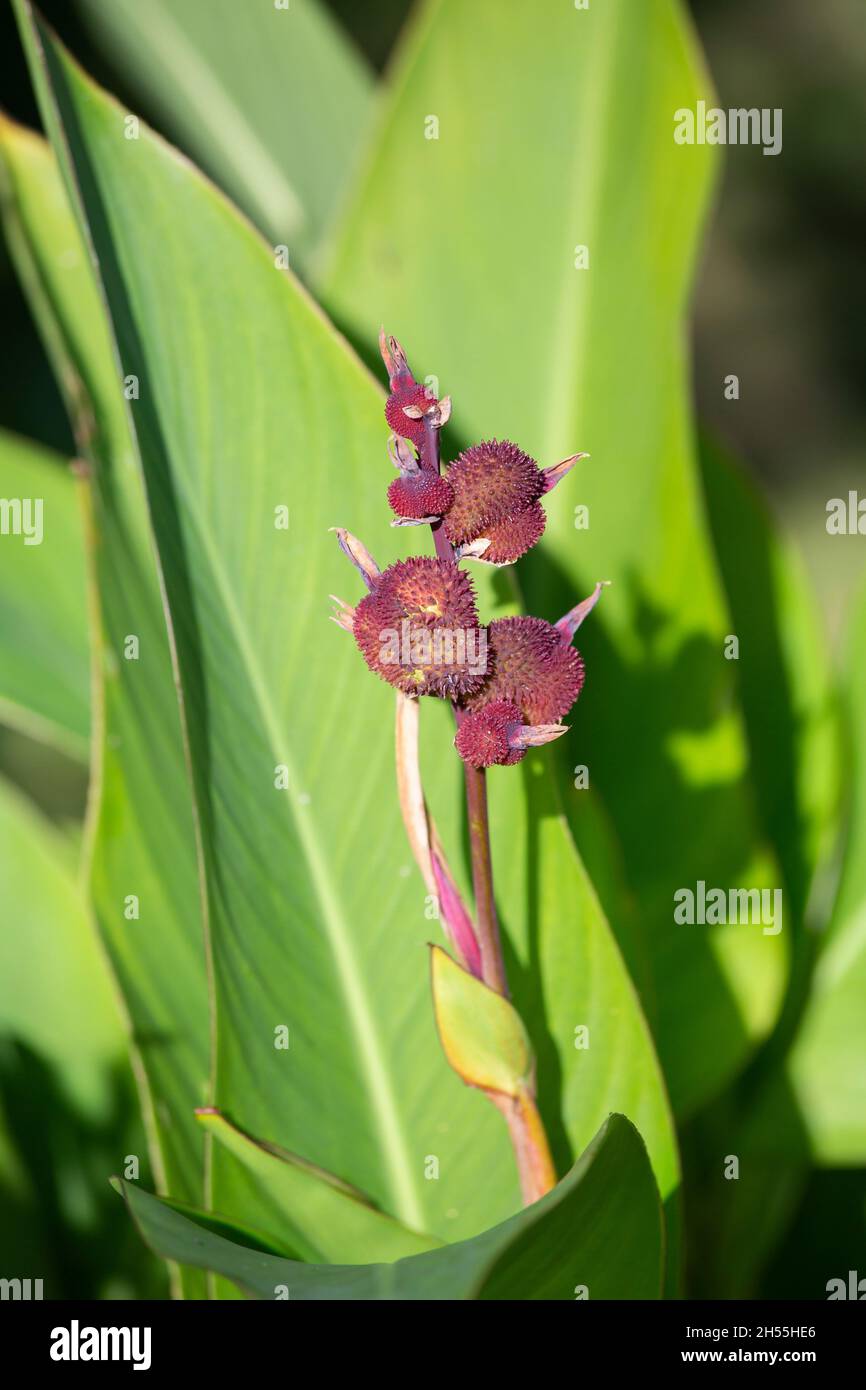 A Canna indica fruit, plant of the Cannaceae family, native to Central ...
