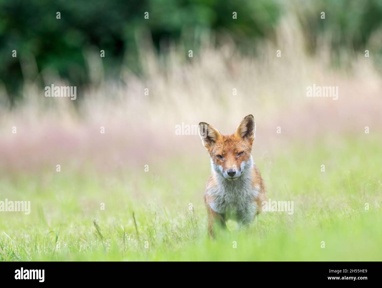 Red fox, vulpes vulpes Stock Photo - Alamy