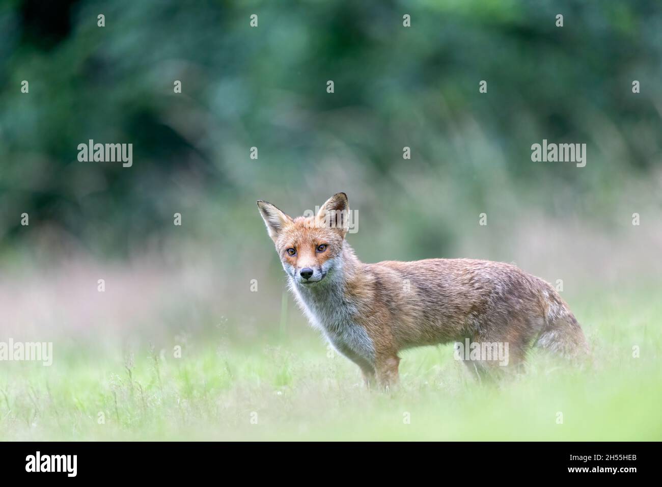 Red fox, vulpes vulpes Stock Photo - Alamy
