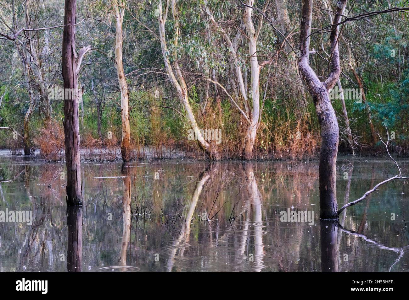 Australian billabong hi-res stock photography and images - Alamy