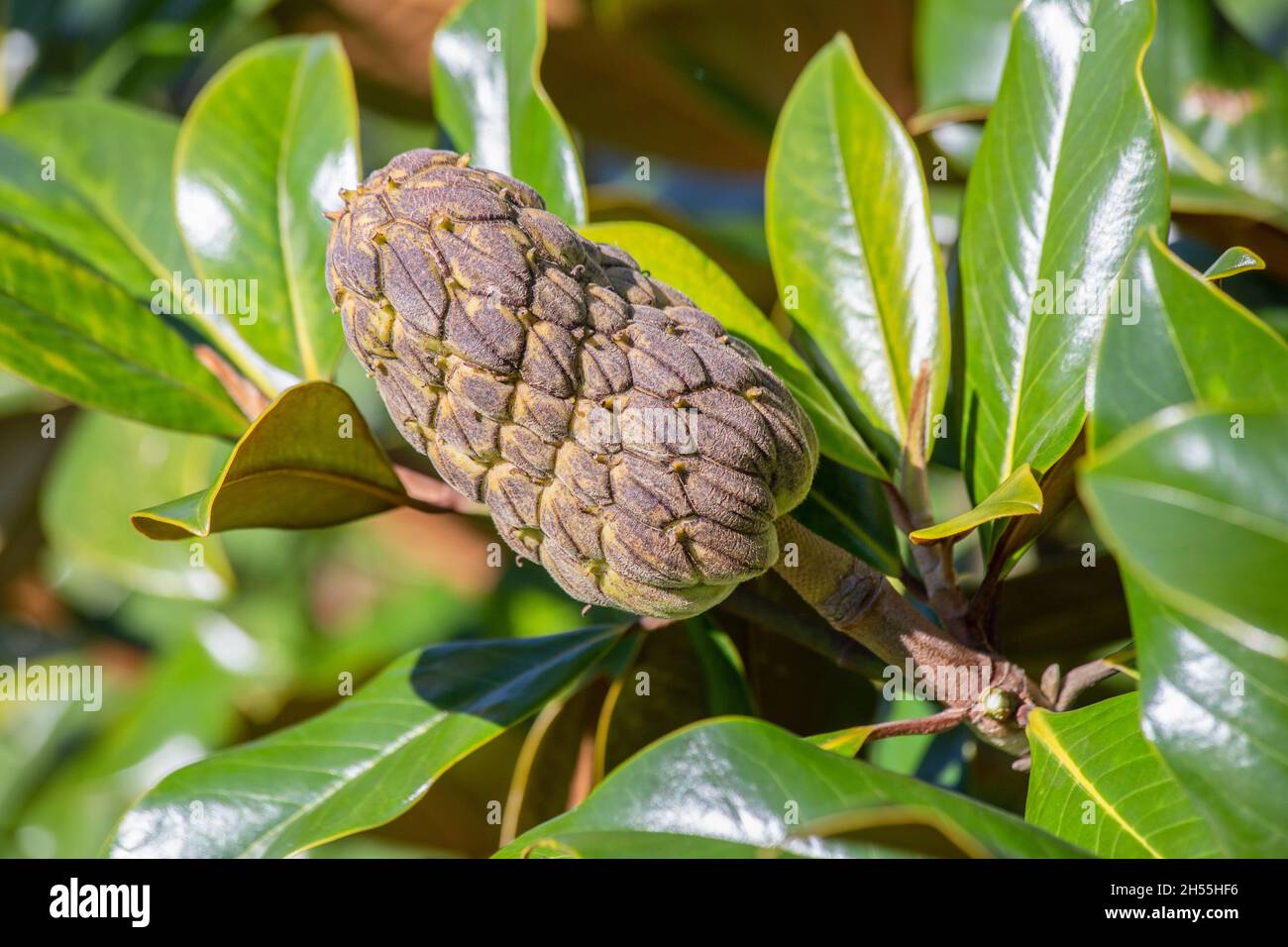 A close-up of the fruit of the magnolia tree. autumn. harvest. sunny ...