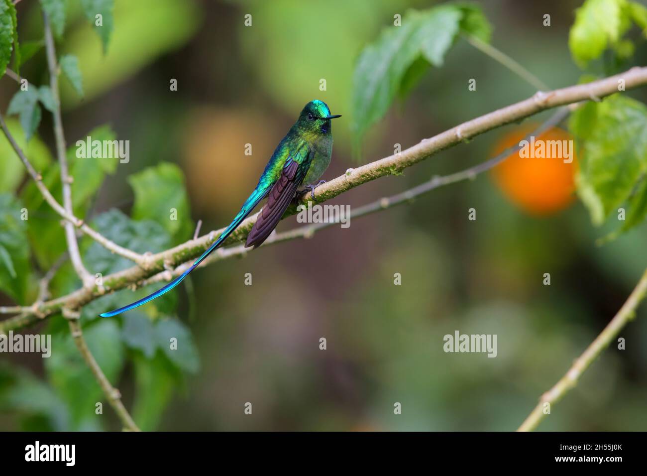 Male long tailed sylph hummingbird ecuador hi-res stock photography and ...