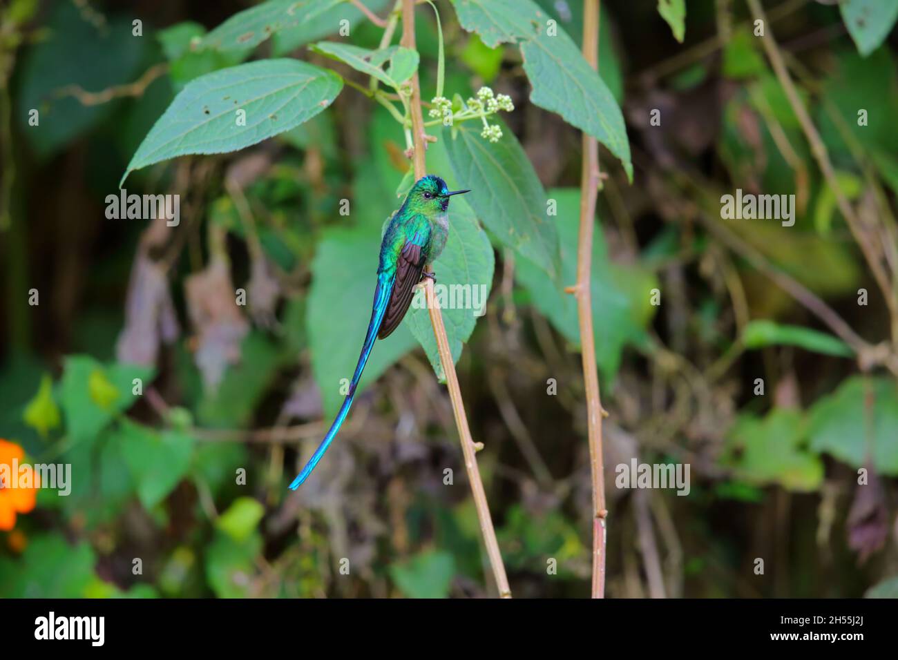 Male long tailed sylph hummingbird ecuador hi-res stock photography and ...