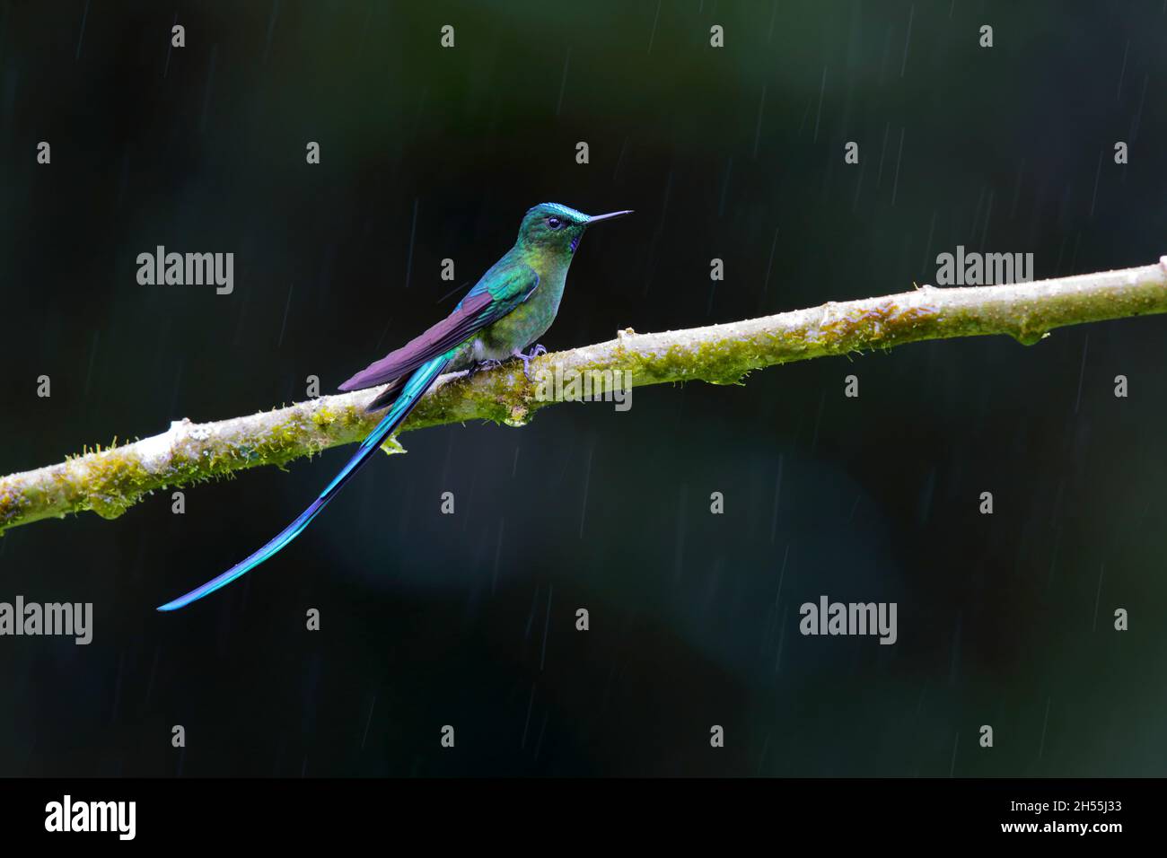 Male long tailed sylph hi-res stock photography and images - Alamy