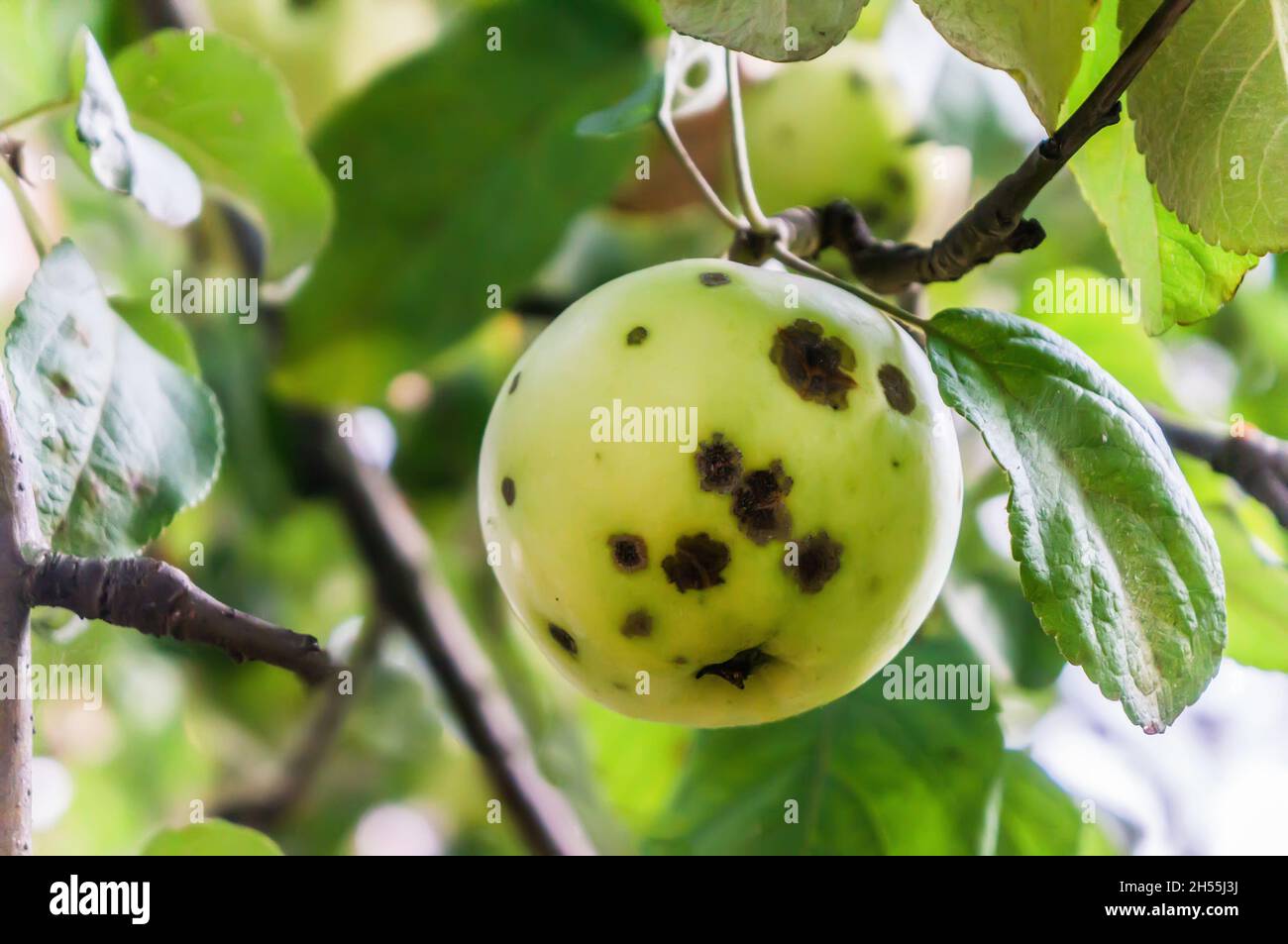 apple affected by scab spores. Fungal diseases of fruit trees in the ...