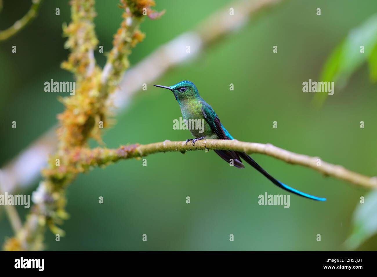 Adult male long tailed sylph hummingbird hi-res stock photography and ...
