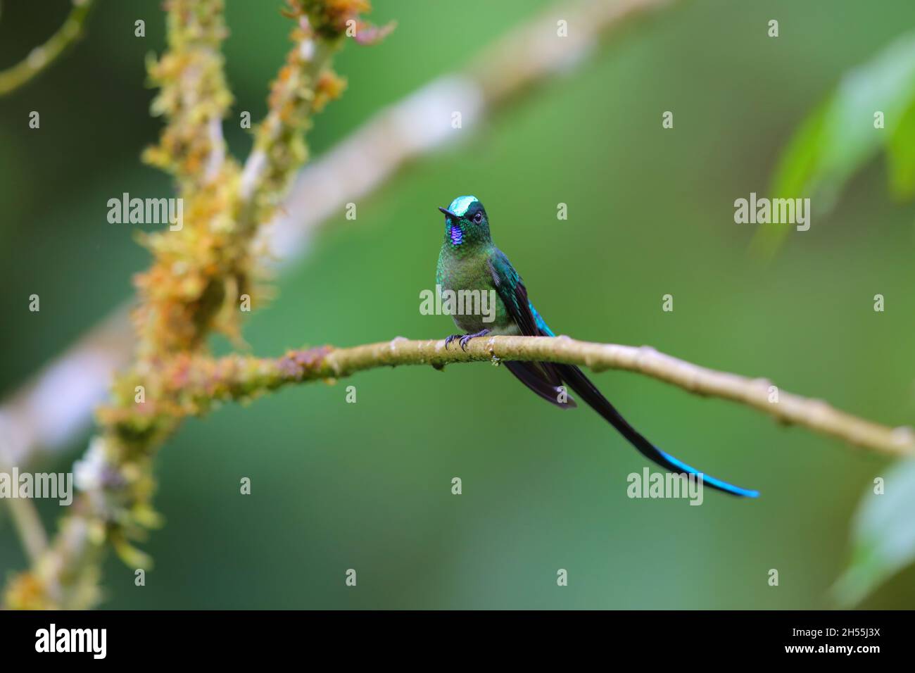 Adult male long tailed sylph hummingbird hi-res stock photography and ...