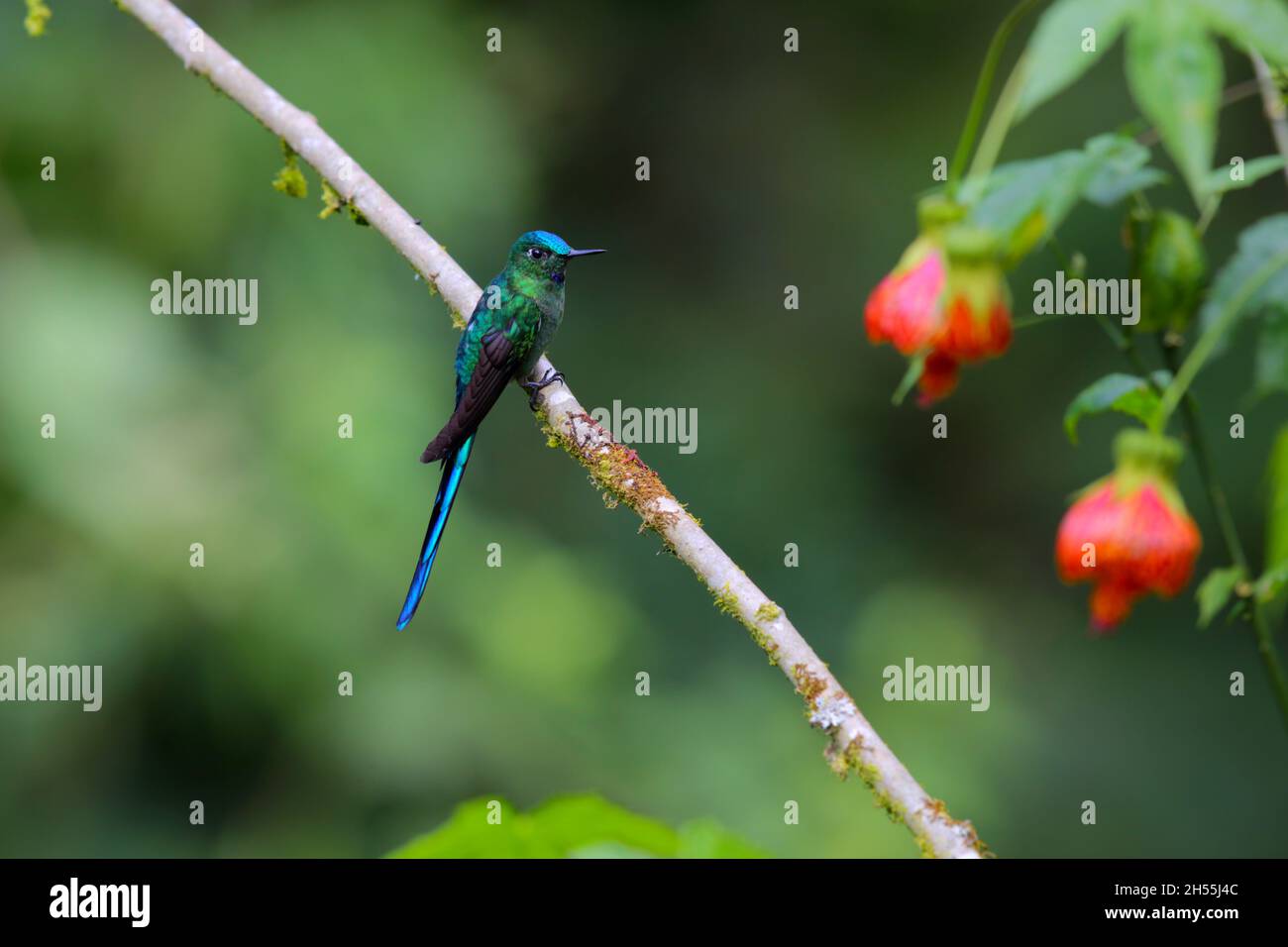 Male long tailed sylph hummingbird ecuador hi-res stock photography and ...