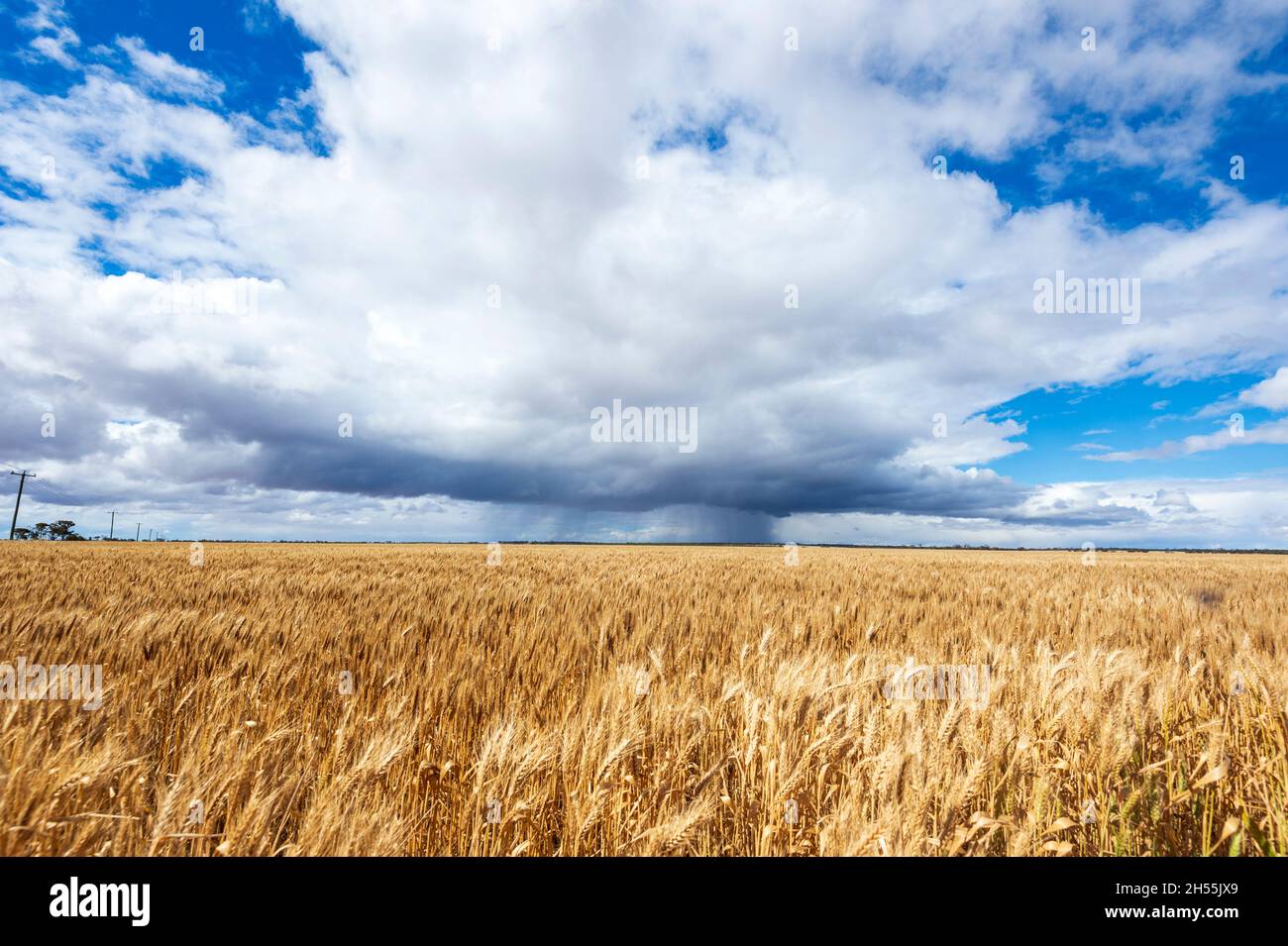 Rain falling over a wheat crop, Wheatbelt Region, Western Australia, WA ...