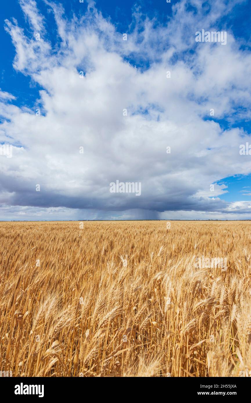 Wheat rain hi-res stock photography and images - Alamy