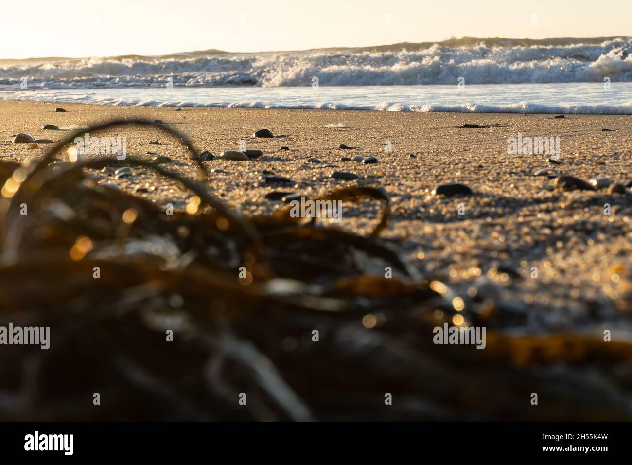 Background sea surface algae calm hi-res stock photography and images ...