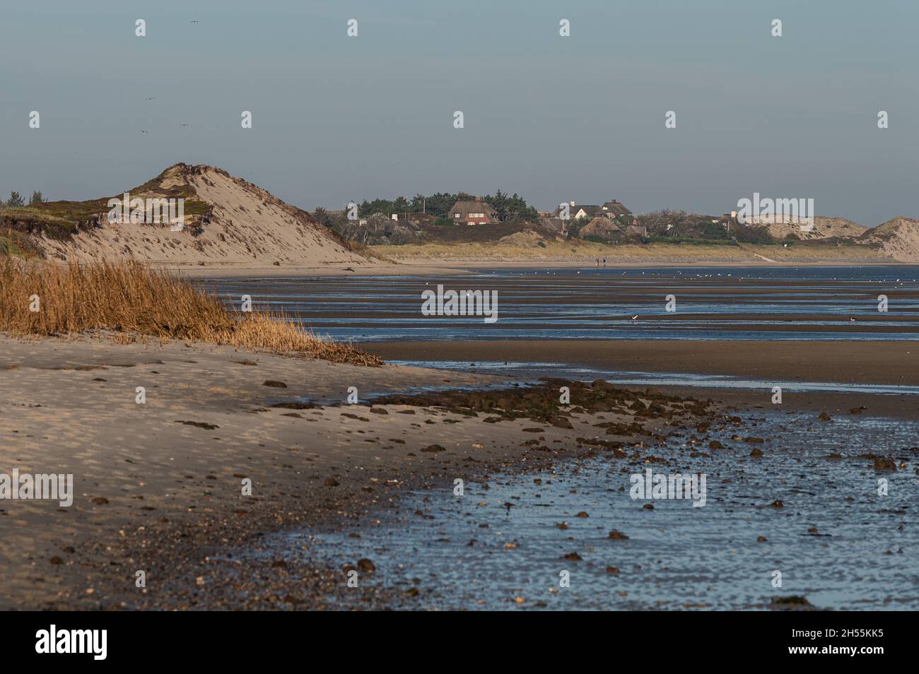 Dune landscape on the North Sea island of Sylt Stock Photo - Alamy